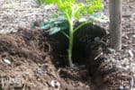 How to Plant Tomatoes for Strong Growth and a Big Harvest