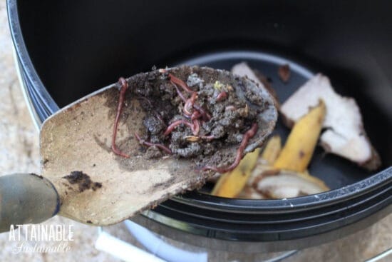 How to Make a Worm Bin for Less than $5 - Easy DIY Worm Composter