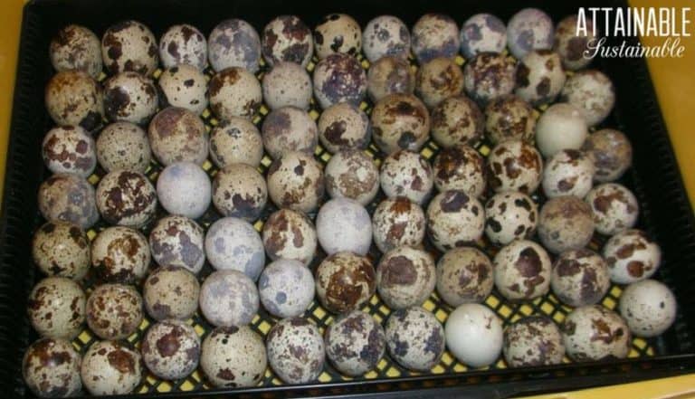 Coturnix Quail : Raising Quail for Eggs and Meat Purposes