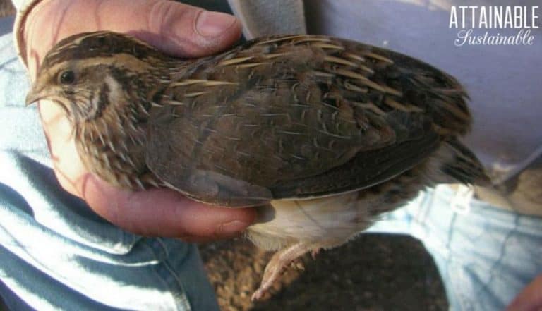 Coturnix Quail : Raising Quail for Eggs and Meat Purposes