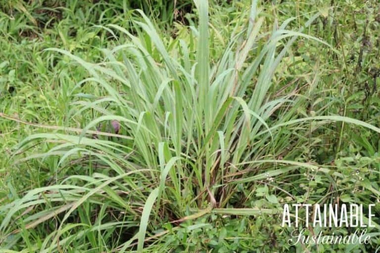 How to Grow Lemongrass (in the Garden and in Containers)