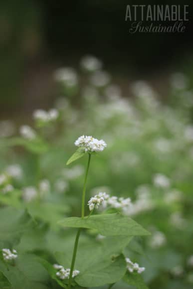 Buckwheat Plants: 9 Reasons Growing Buckwheat Makes Sense