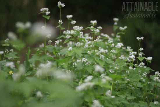 Buckwheat Plants: 9 Reasons Growing Buckwheat Makes Sense