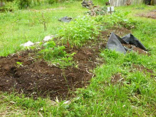 Turn Poor Soil into a Thriving Garden with Lasagna Gardening