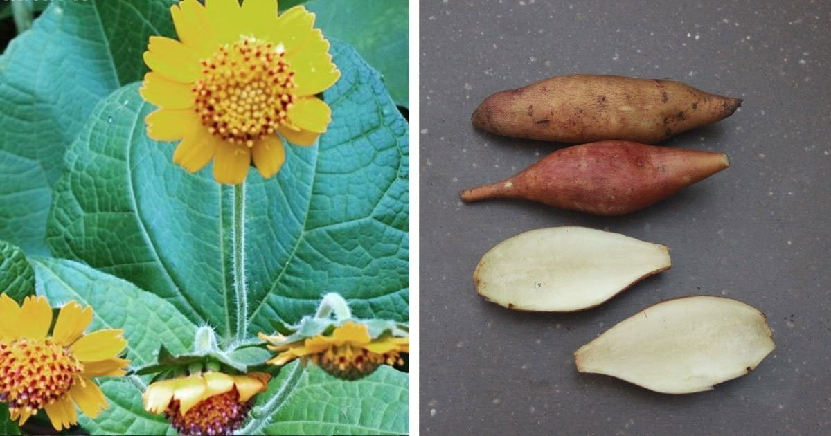 Growing Yacon Root: Plant it and Forget it Until Harvest Time