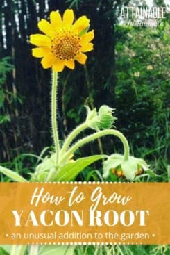 Growing Yacon Root: Plant it and Forget it Until Harvest Time