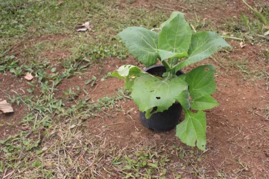Growing Yacon Root: Plant it and Forget it Until Harvest Time