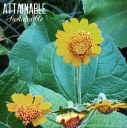 Growing Yacon Root: Plant it and Forget it Until Harvest Time