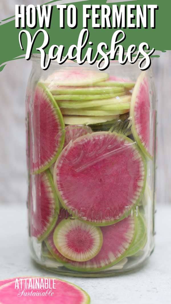Easy and Delicious Lacto Fermented Radishes - Attainable Sustainable