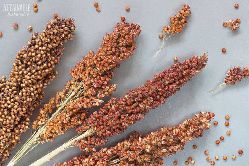 Growing Amaranth and Other Grains - Attainable Sustainable®