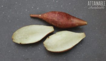 Growing Yacon Root: Plant it and Forget it Until Harvest Time