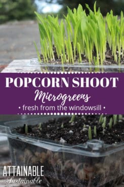 Popcorn Shoots: A Great Option for Urban Gardeners