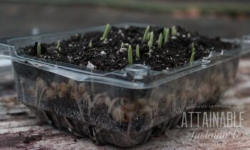 Popcorn Shoots: A Great Option for Urban Gardeners