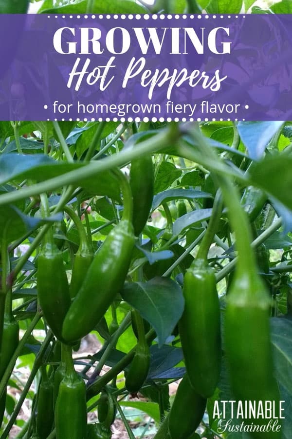 How To Grow Hot Peppers For Homegrown Fiery Flavor