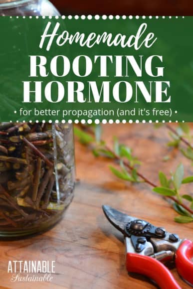 Homemade Rooting Hormone Made from Willow for Gardening Success