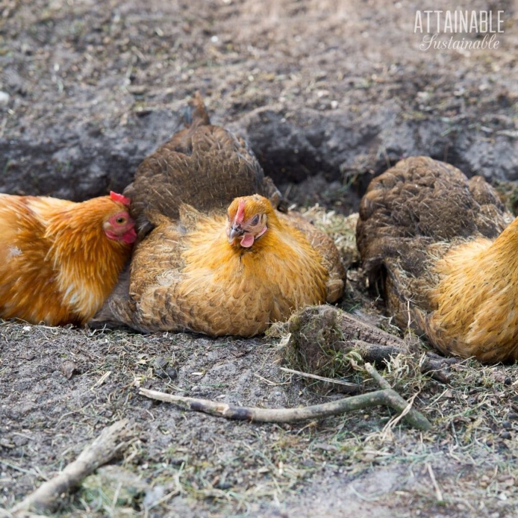 Bird Mites: Natural Control for your Flock - Attainable Sustainable®