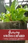 Growing Swiss Chard in Containers and in the Vegetable Garden