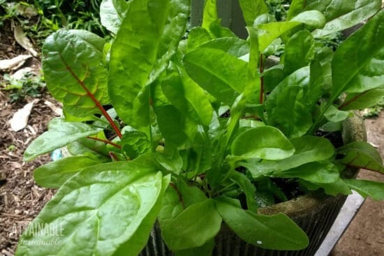 Growing Swiss Chard in Containers and in the Vegetable Garden