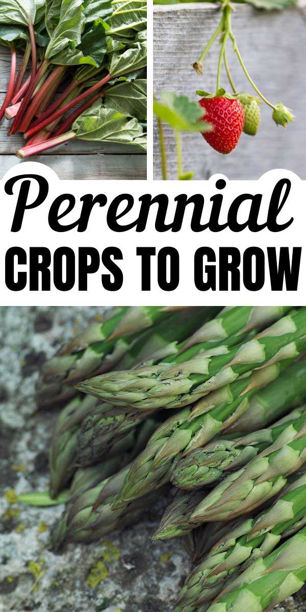 Perennial Vegetables and Fruits: Plant Once, Harvest for Years