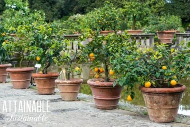 Urban Fruit Trees for a Small Scale Harvest