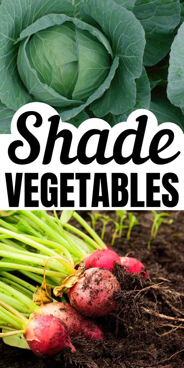 Planting Vegetables that Grow in Shade for a Successful Harvest