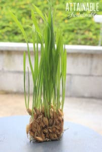 How to Grow Fodder for Chickens and Other Livestock