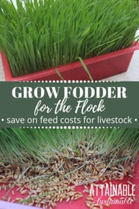 How to Grow Fodder for Chickens and Other Livestock