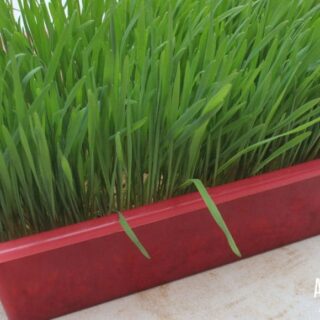 How to Grow Fodder for Chickens and Other Livestock