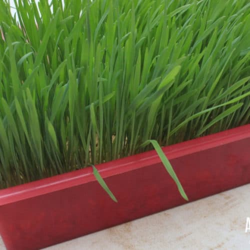 How to Grow Fodder for Chickens and Other Livestock