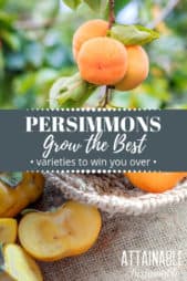 Persimmon Varieties for a Picky Palate -- Plant the Right Persimmon Tree