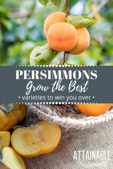 Persimmon Varieties for a Picky Palate -- Plant the Right Persimmon Tree