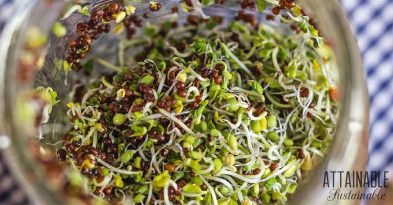 Broccoli Sprouts: How to Grow them for Fresh Greens Year Round