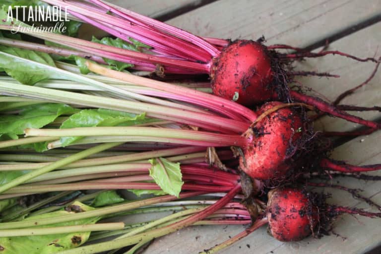 What to Do With Beet Greens - 10 Ways to Love Them!