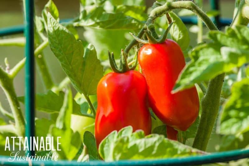 Your Guide to Growing Great Roma Tomatoes