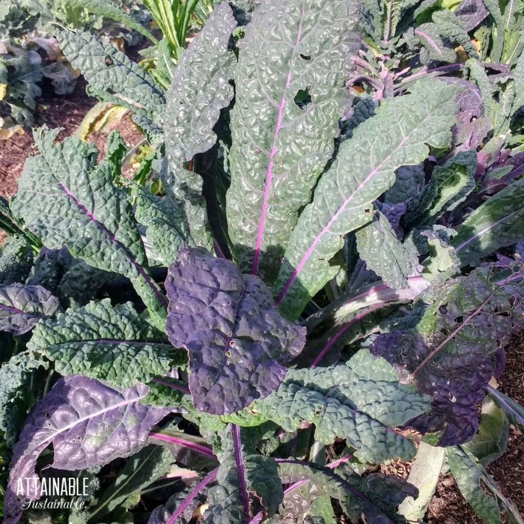 Growing Kale in the Home Garden for Dark, Leafy Greens