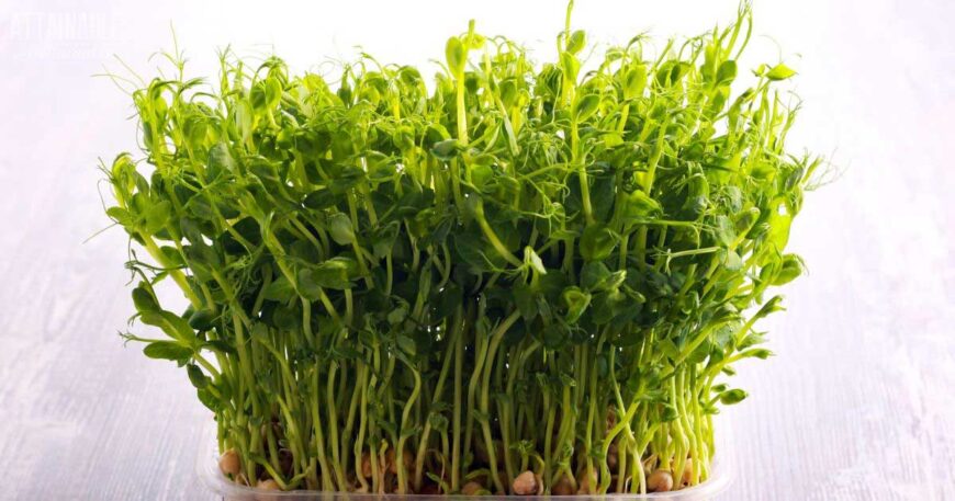 Growing Microgreens Indoors for Year-Round Salads