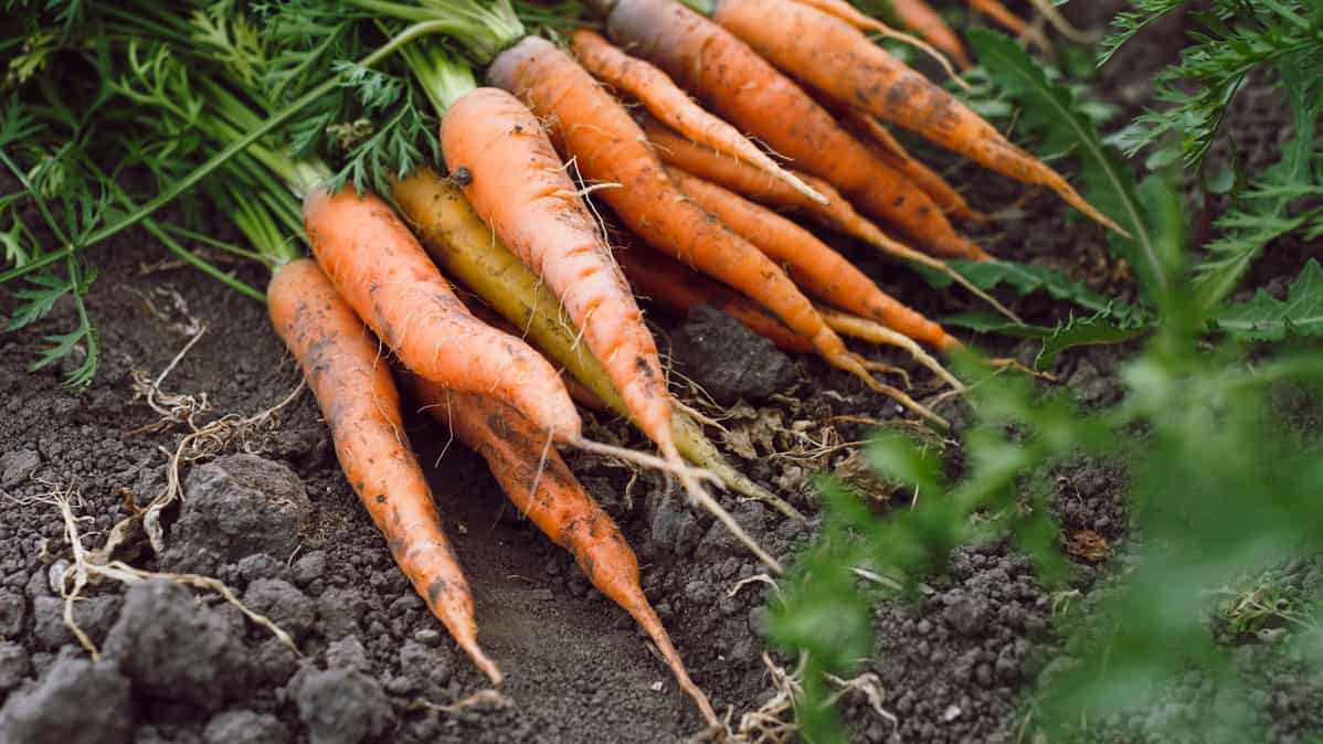 Carrot Growing 101 PLUS a Tip from Grandpa - Attainable Sustainable®