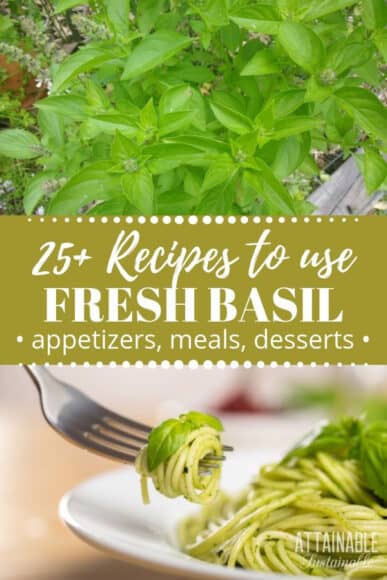 25+ Basil Recipes (and Not Just Pesto!) - Attainable Sustainable®