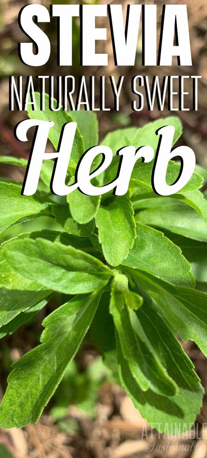Growing Stevia: Plant, Grow, and Harvest This Herb for Natural Sweetness
