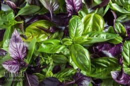 Basil: How to Harvest this Favorite Herb All Summer Long