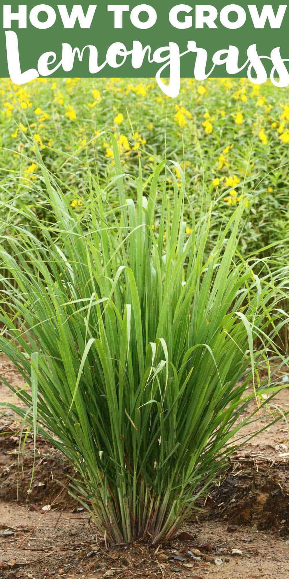 How To Grow Lemongrass In The Garden And In Containers