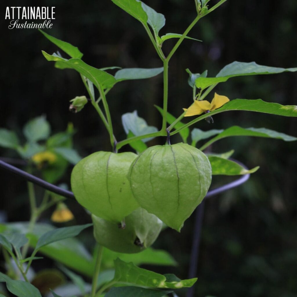 Growing Tomatillos in Your Summer Garden - Attainable Sustainable®