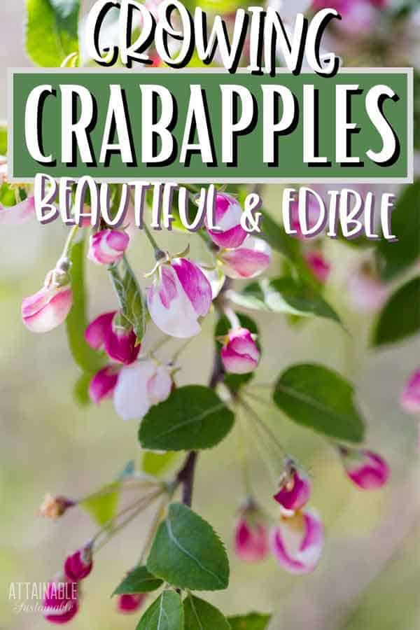 Everything You Need to Know About Crabapple Trees (And Then Some)