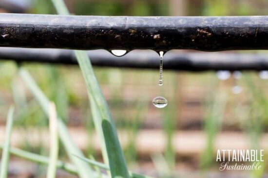 Watering 101: The Best Ways to Water Your Vegetable Garden