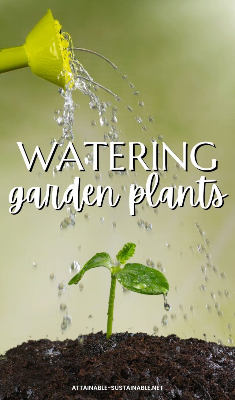 Watering 101: The Best Ways to Water Your Vegetable Garden