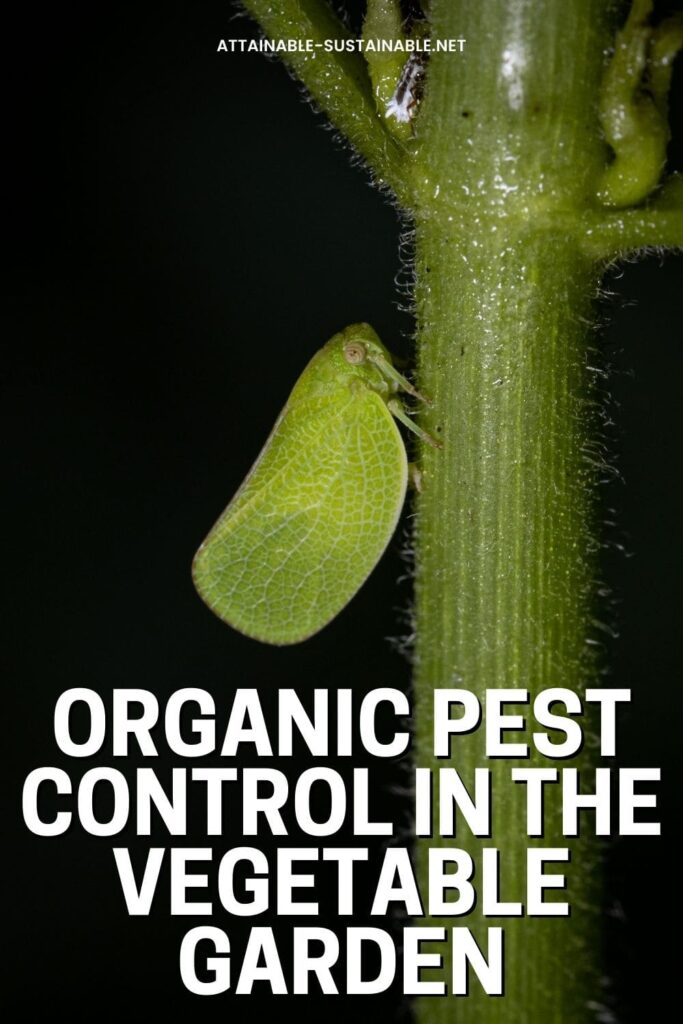 7 Organic Pest Control Methods for a Natural Garden