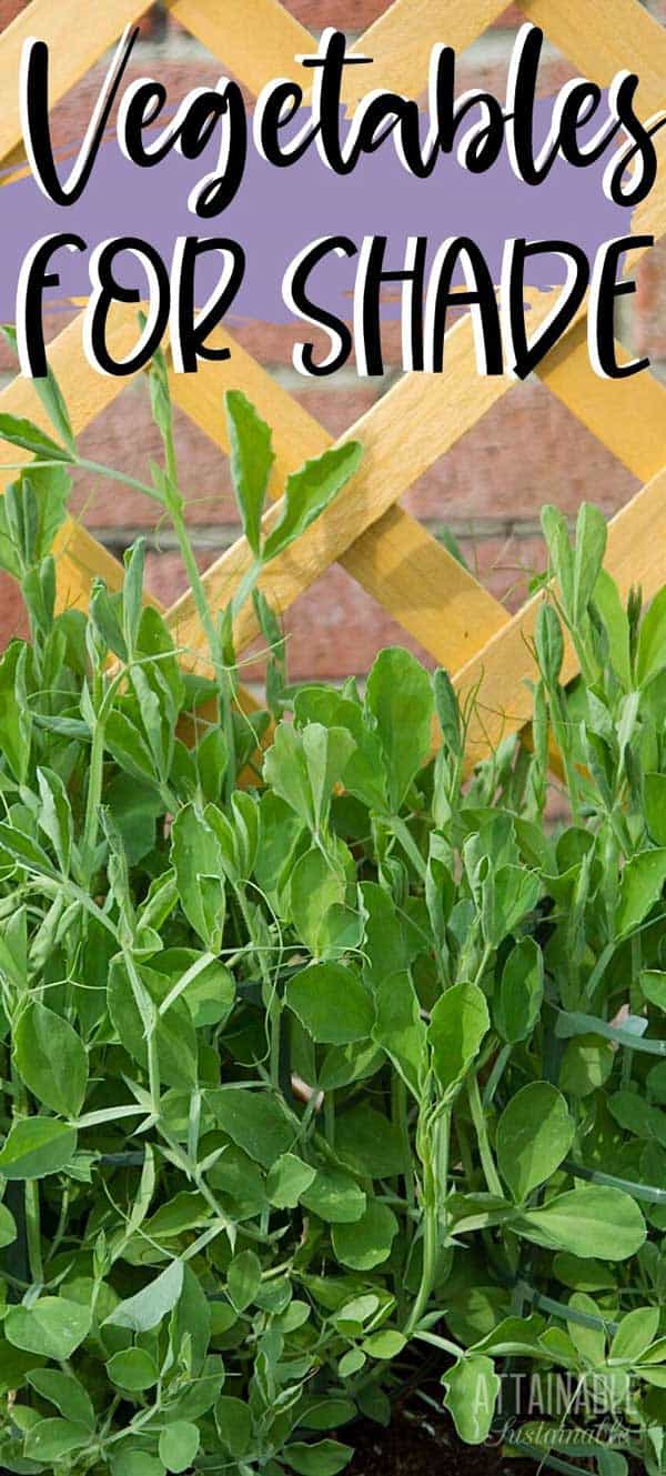 Planting Vegetables that Grow in Shade for a Successful Harvest