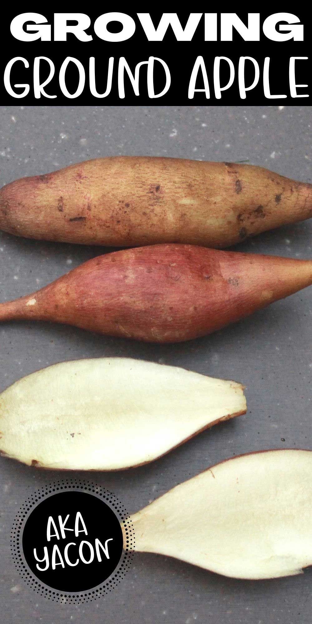 Growing Yacon Root: Plant it and Forget it Until Harvest Time