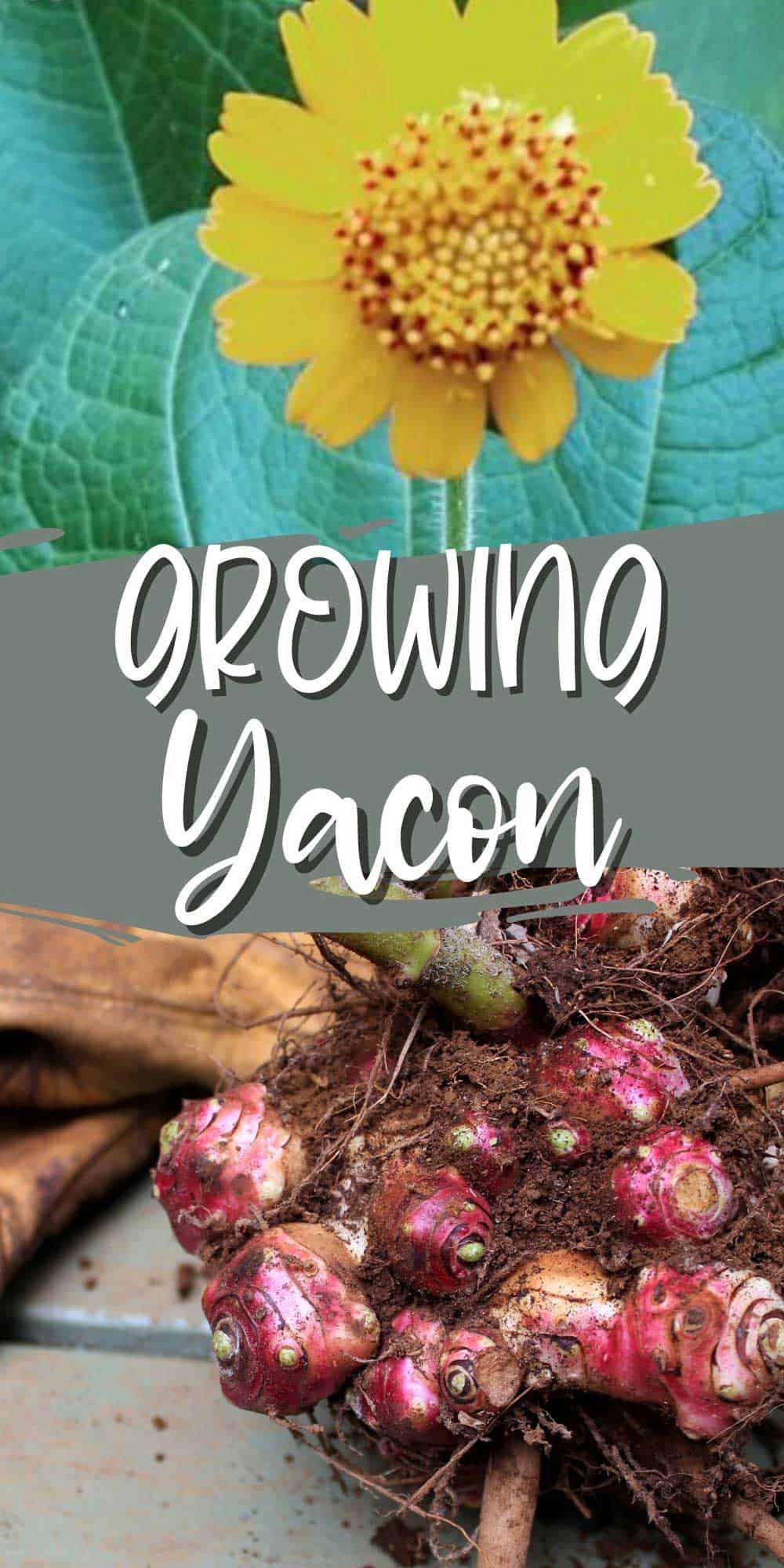 Growing Yacon Root: Plant it and Forget it Until Harvest Time
