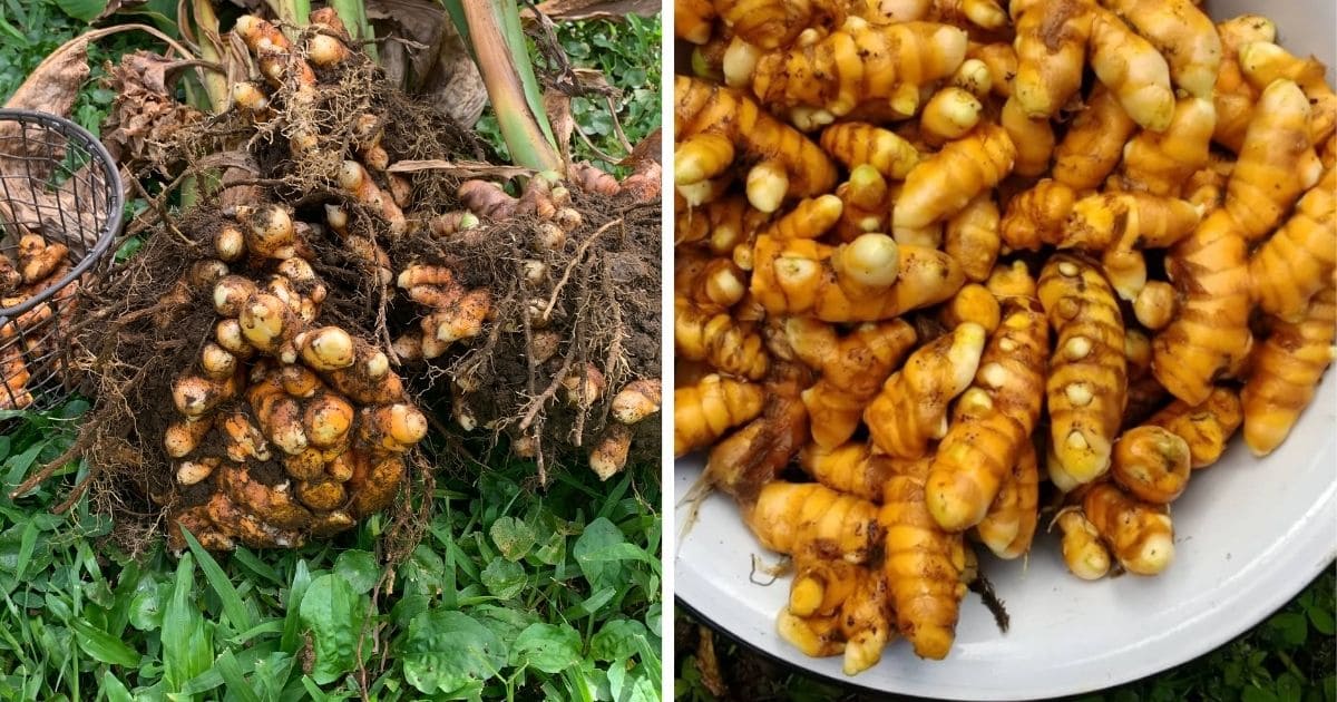 How to Start Growing Turmeric at Home